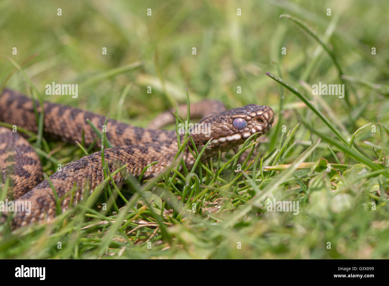 Juvenile adder hi-res stock photography and images - Alamy