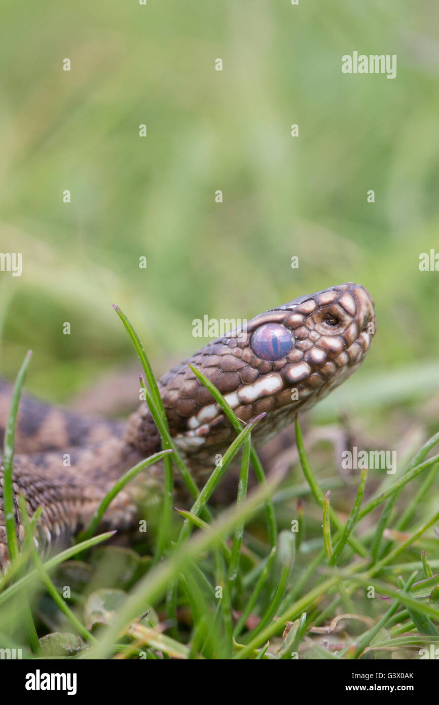 young adder “vipera berus" "brown snake" photographed in Sussex England ...