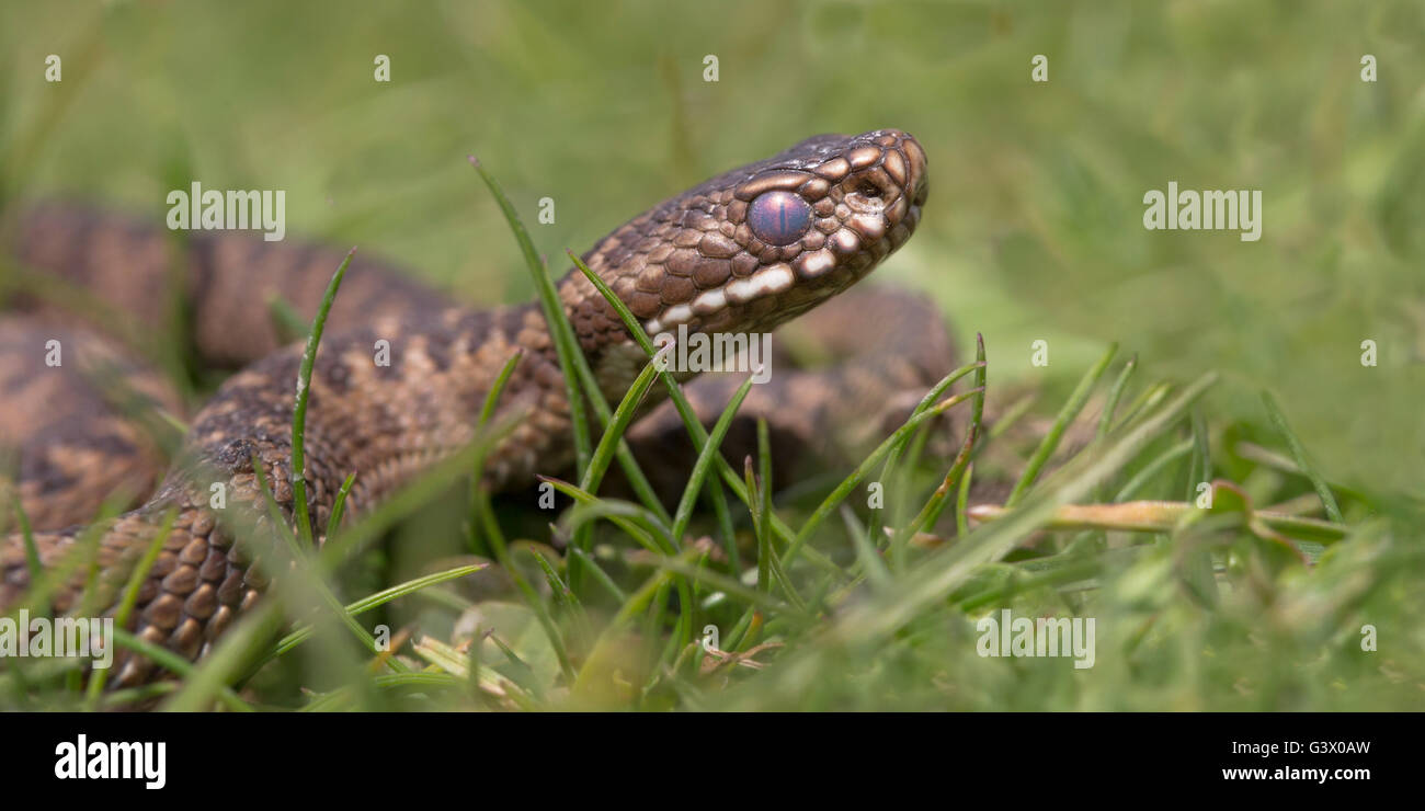 young adder “vipera berus" "brown snake" photographed in Sussex England ...