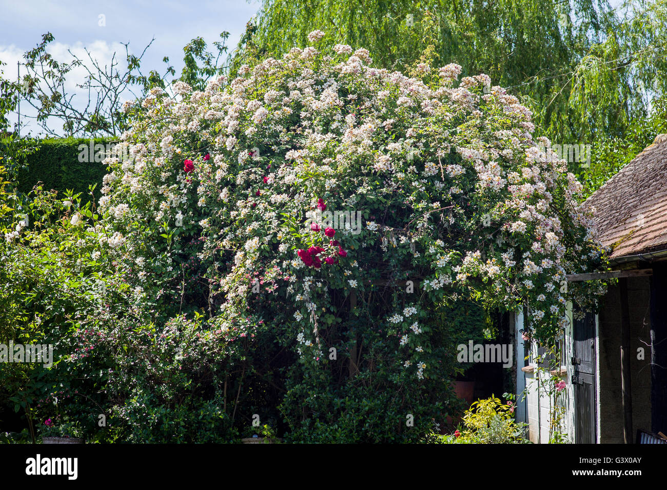 Wedding Day Rambling Rose High Resolution Stock Photography and Images ...