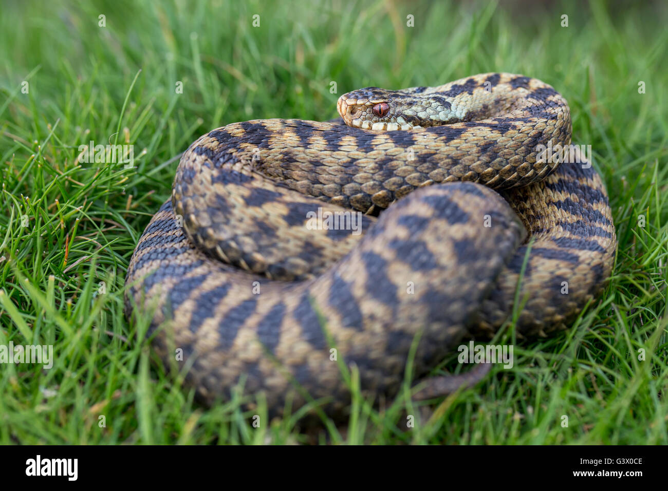 adder vipera berus photograph sussex england spring 2015 Stock Photo ...
