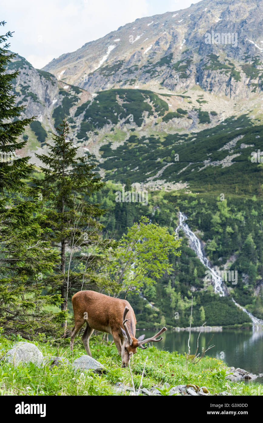 Deer stag on lake edge with high mountains on background, Tatra ...