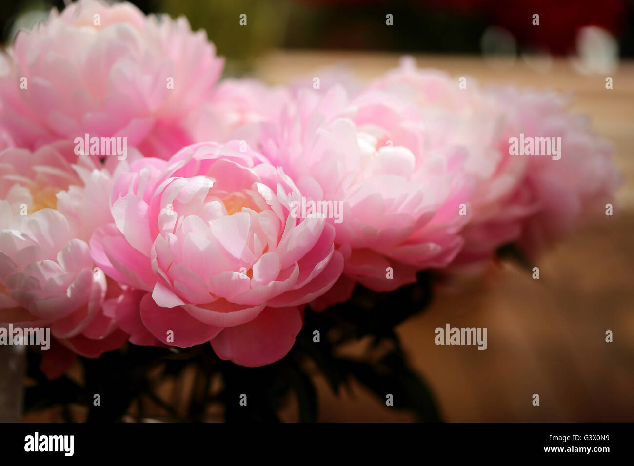 Photo retro beautiful peonies unusual natural background Stock Photo ...