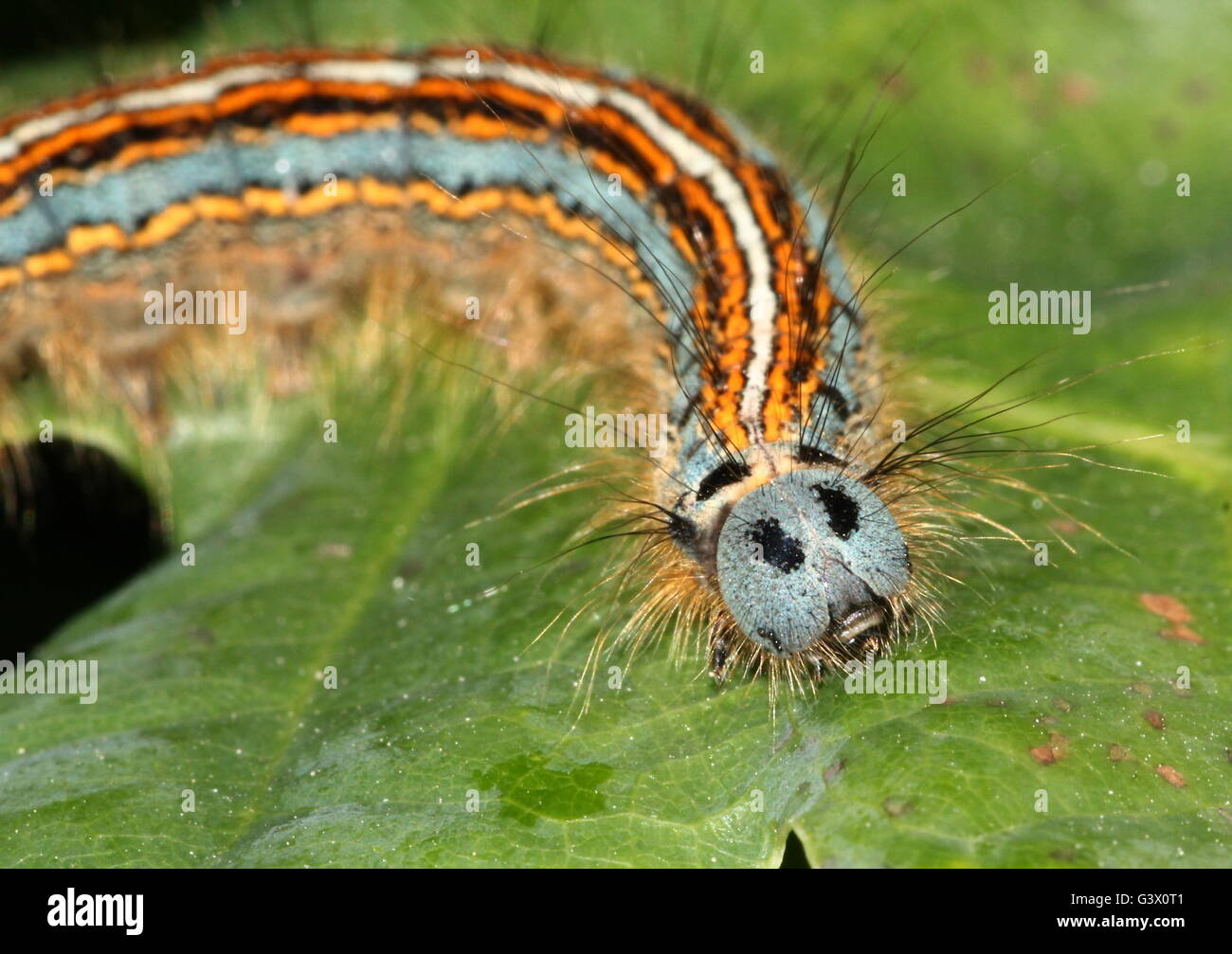 Colourful West European Lackey Moth caterpillar (Malacosoma neustria ...