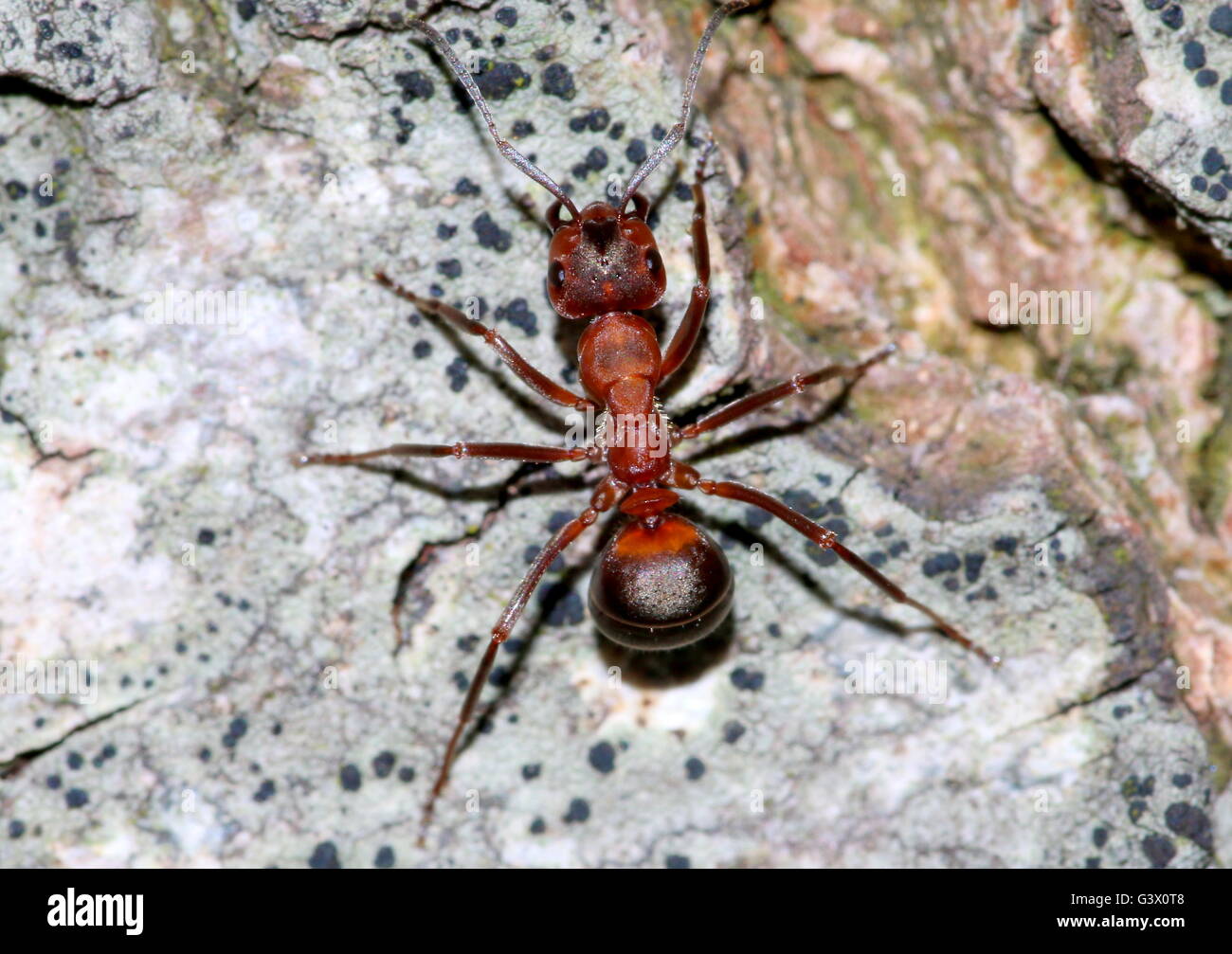 Closeup of a European red wood ant (Formica polyctena or Formica rufa ...