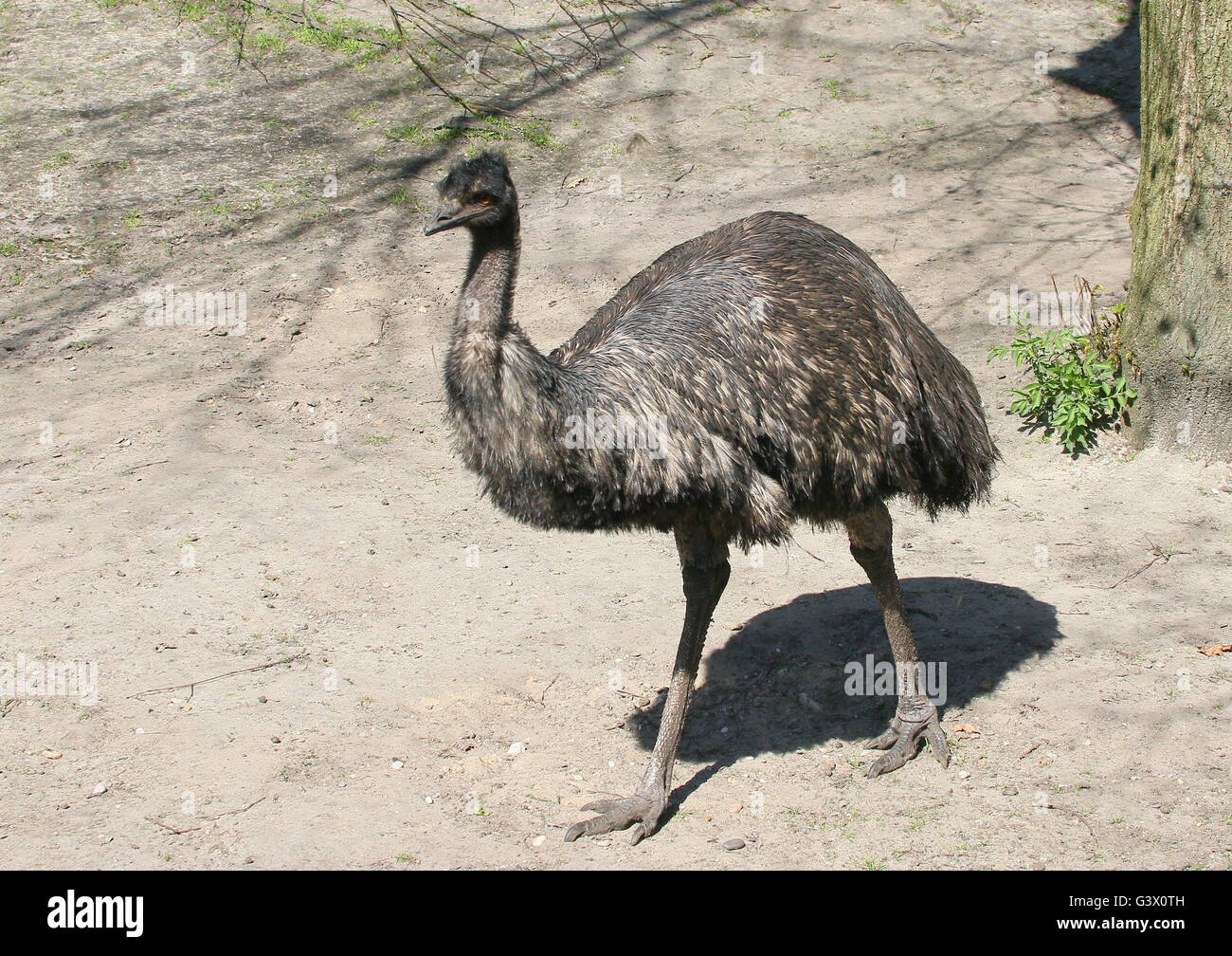 Mature Australian Emu (Dromaius novaehollandiae Stock Photo - Alamy