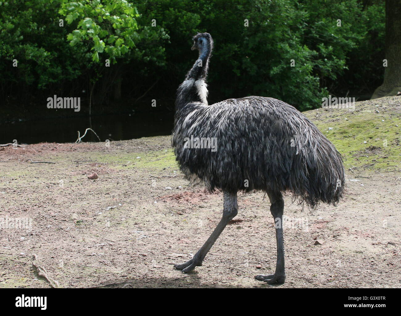 Emu Legs High Resolution Stock Photography and Images - Alamy