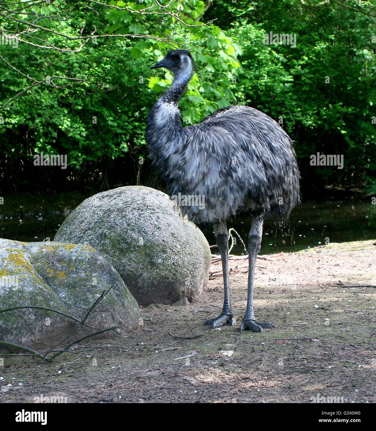 Mature Australian Emu (Dromaius novaehollandiae Stock Photo - Alamy