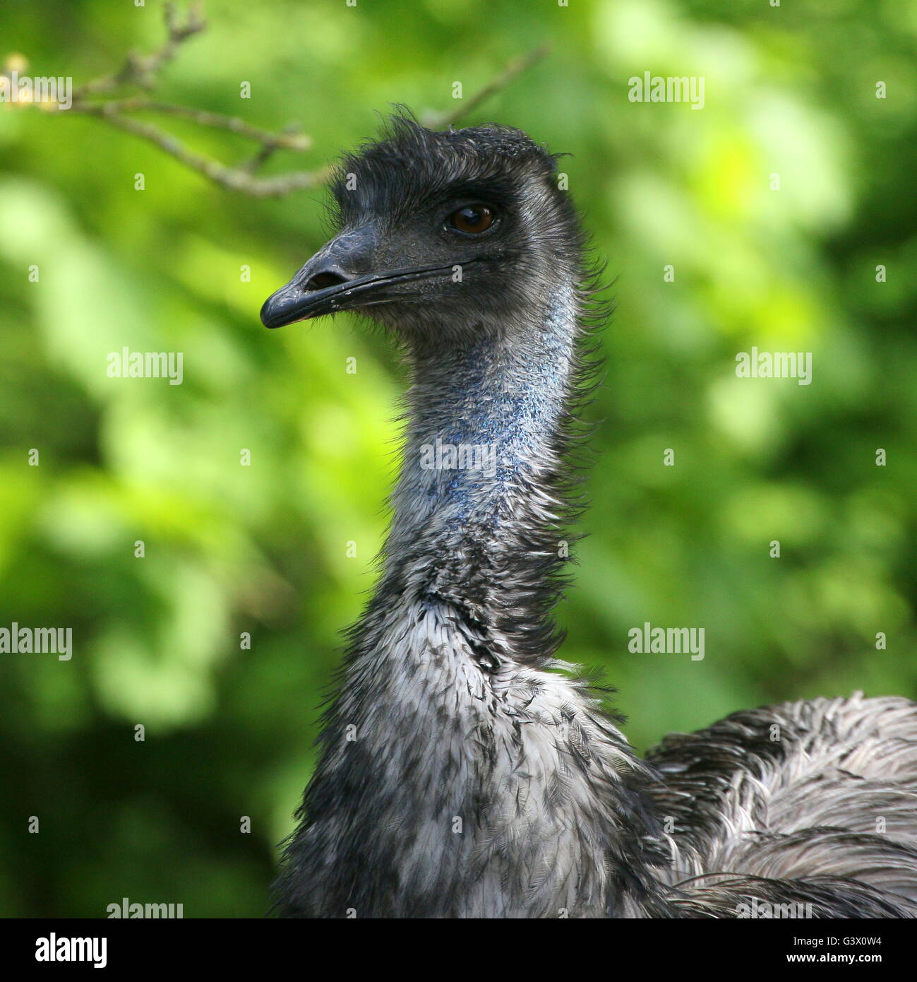 Close up emu walking hi-res stock photography and images - Alamy
