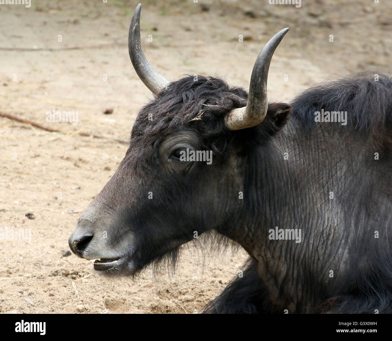 Domesticated Central Asian Yak (Bos grunniens Stock Photo - Alamy