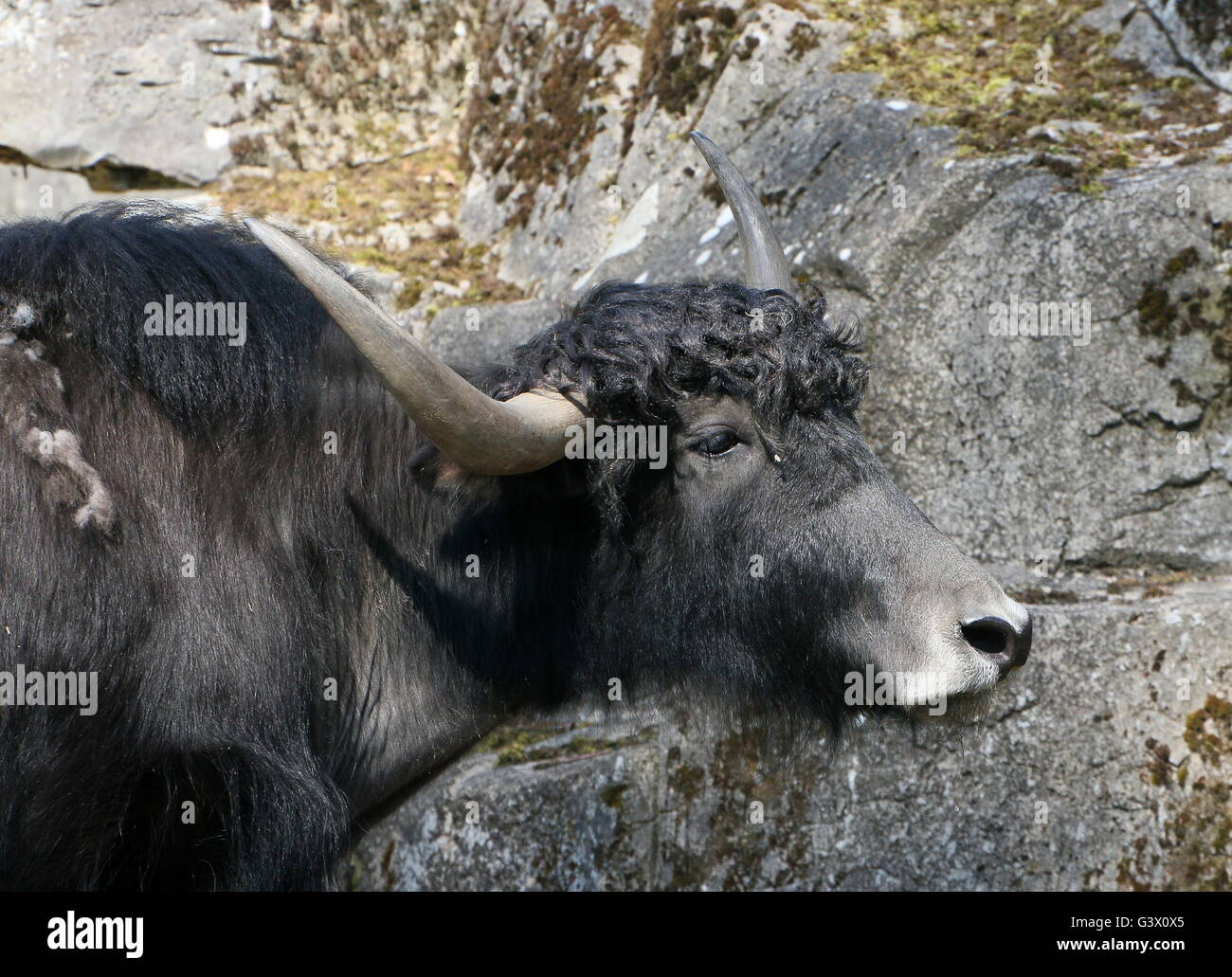 Domesticated Central Asian Yak (Bos grunniens Stock Photo - Alamy