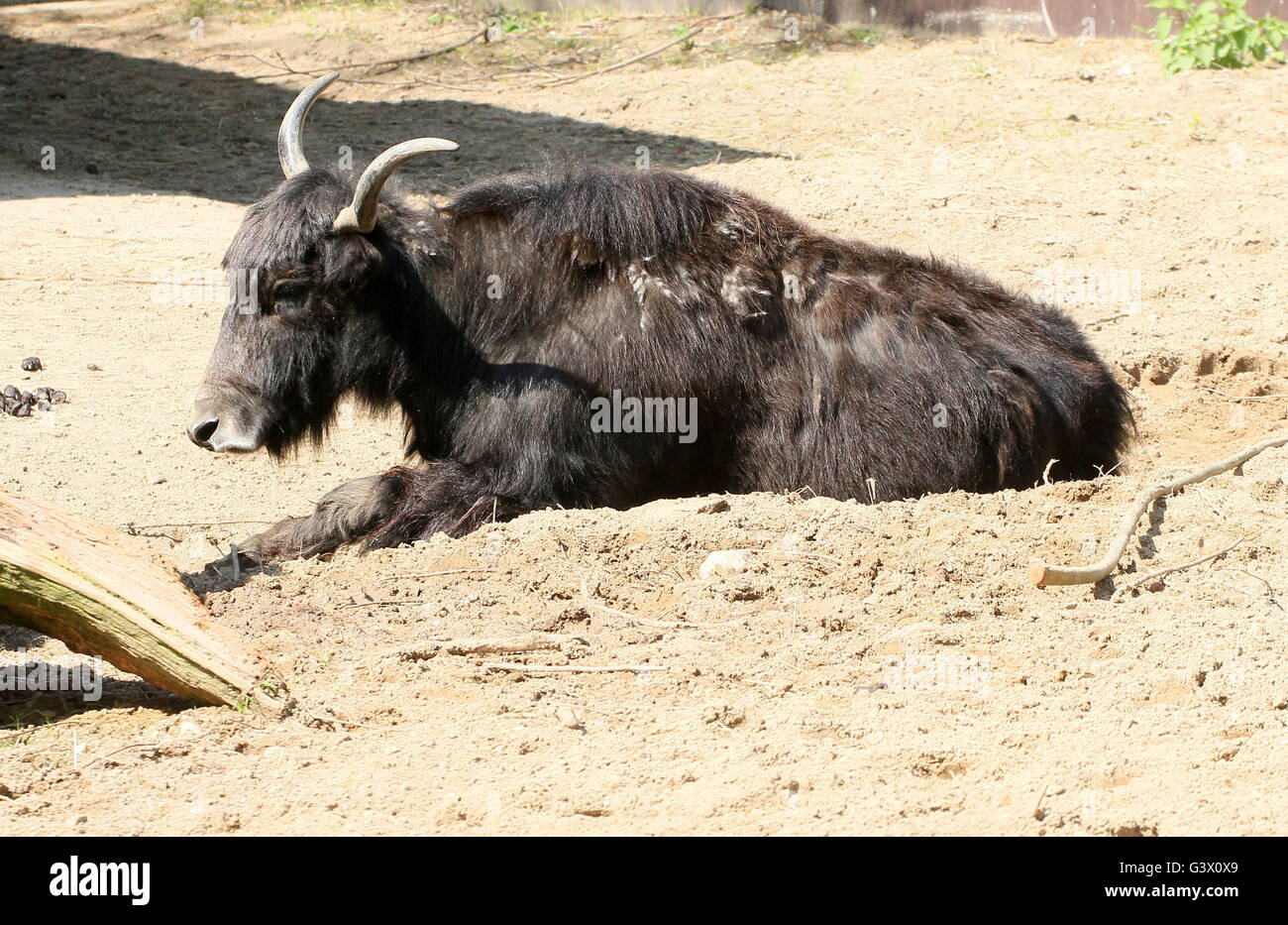 Domesticated Central Asian Yak (Bos grunniens Stock Photo - Alamy