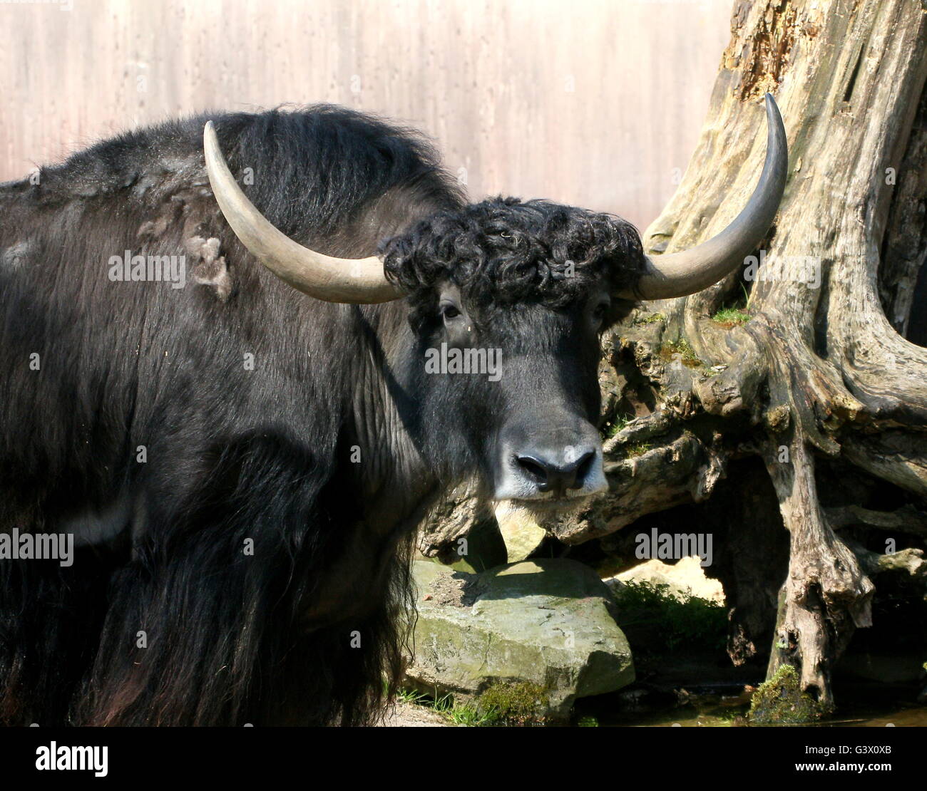 Domesticated Central Asian Yak (Bos grunniens Stock Photo - Alamy