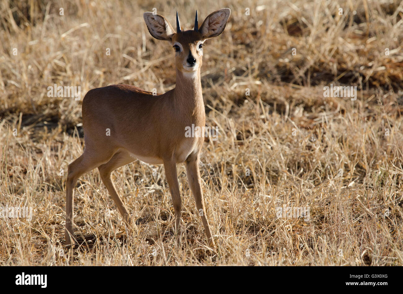 Damara dik dik ready to run, Namibia Stock Photo - Alamy