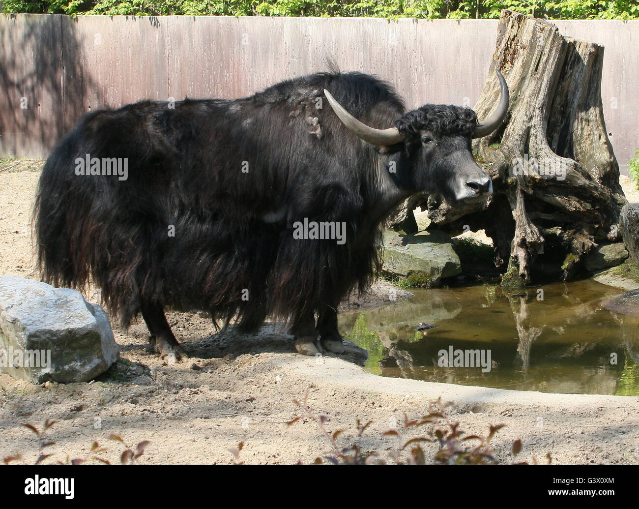 Domesticated Central Asian Yak (Bos grunniens Stock Photo - Alamy