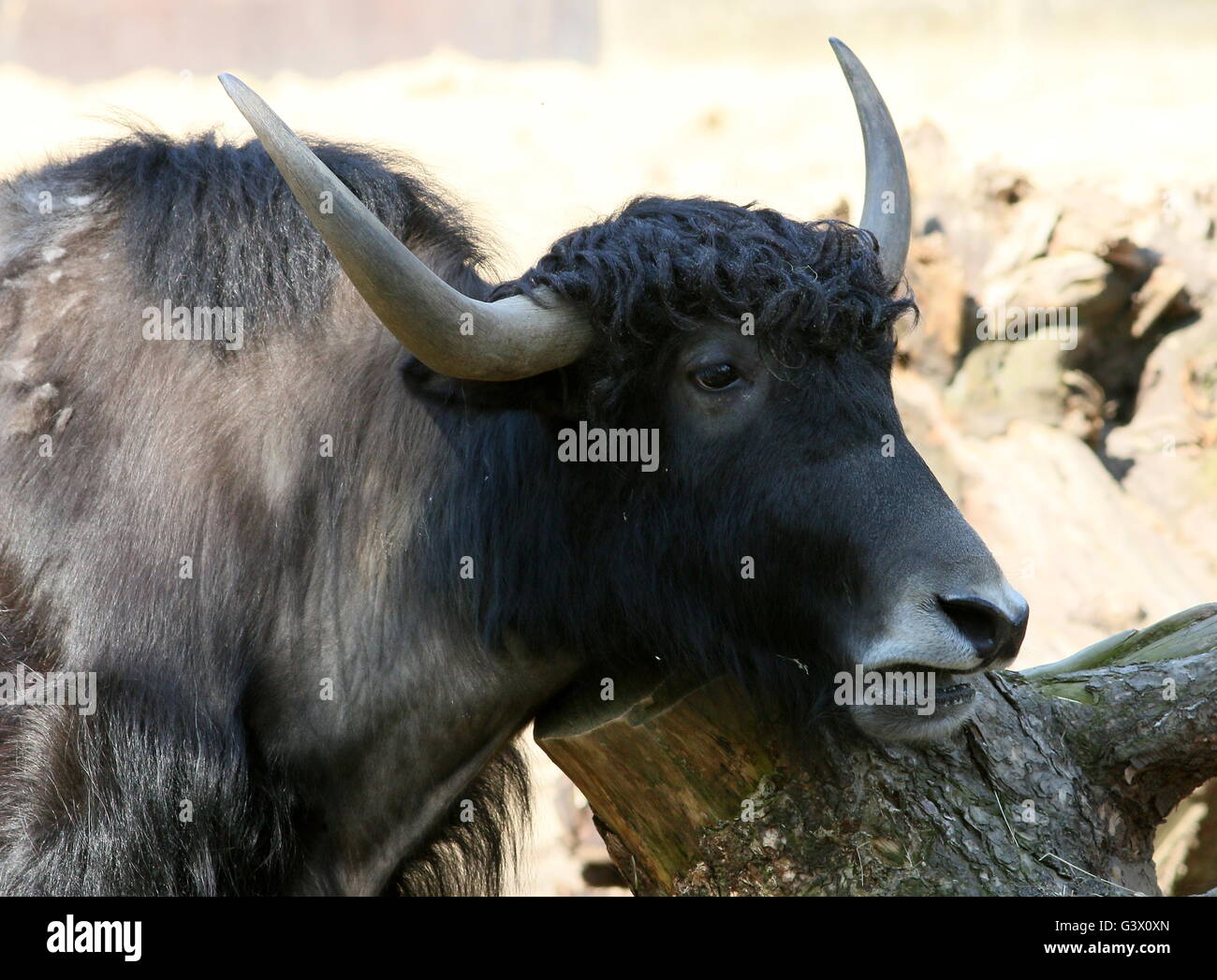 Domesticated Central Asian Yak (Bos grunniens Stock Photo - Alamy