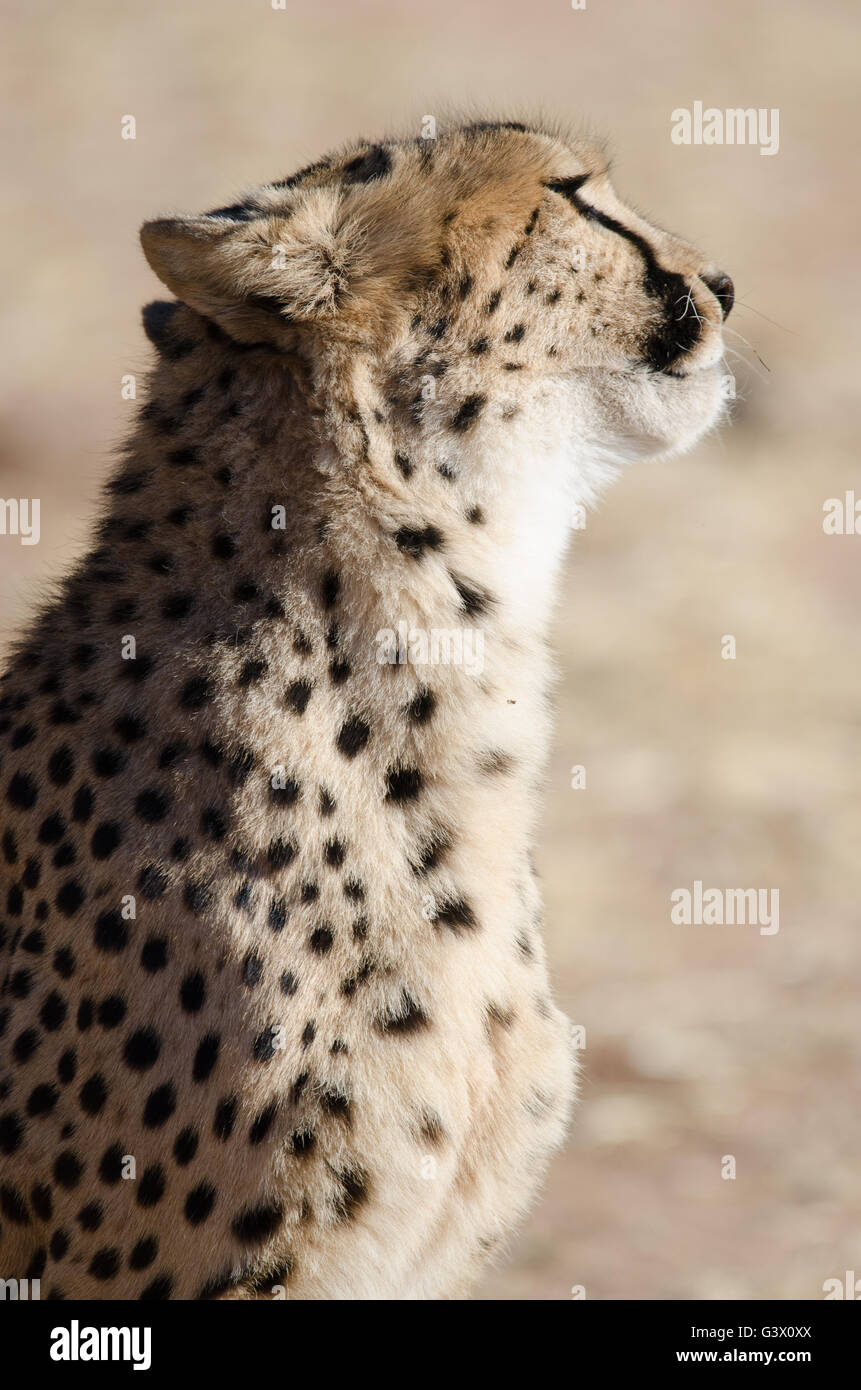 Cheetah love hi-res stock photography and images - Alamy