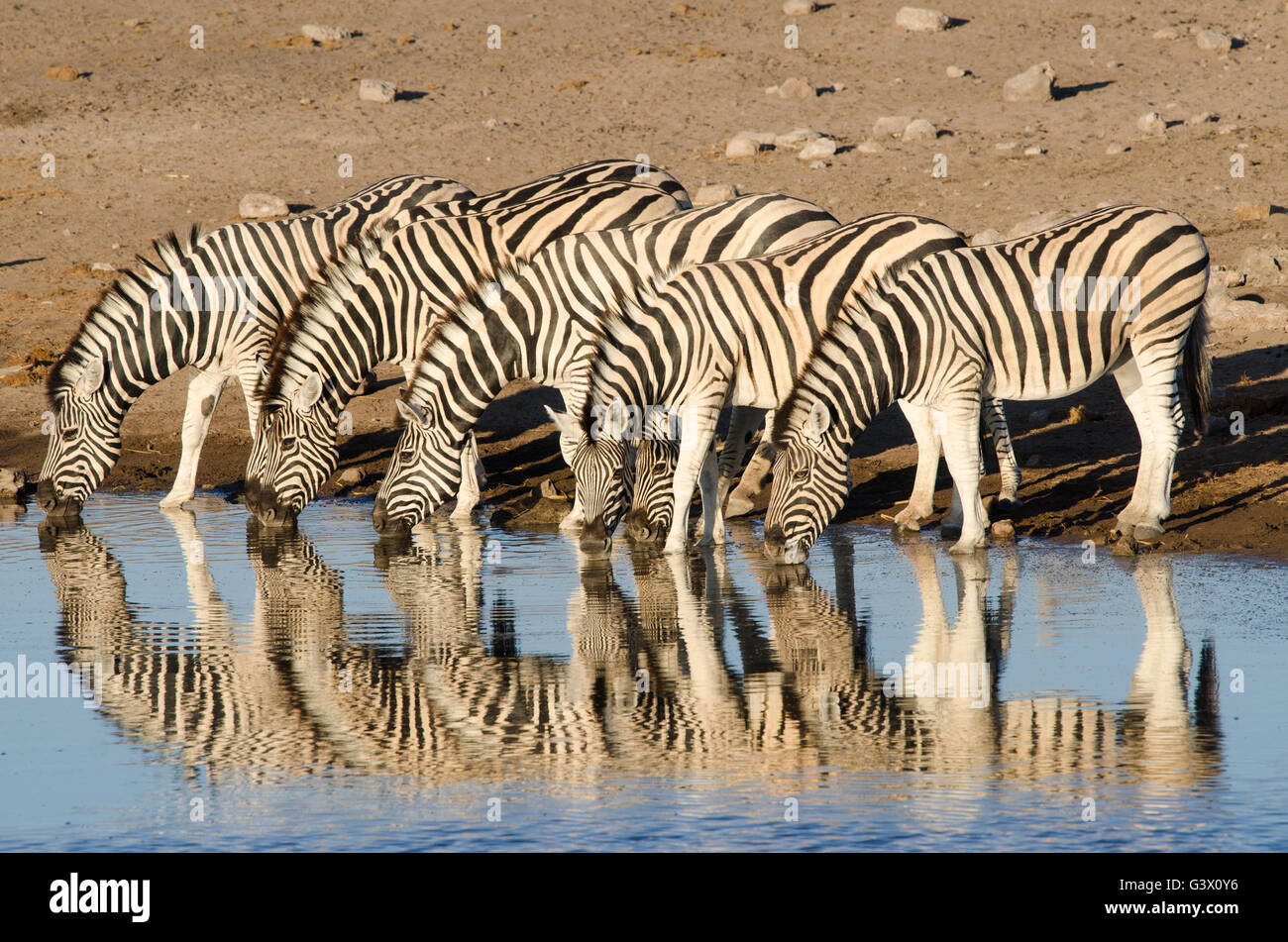 Zebra in water hi-res stock photography and images - Alamy