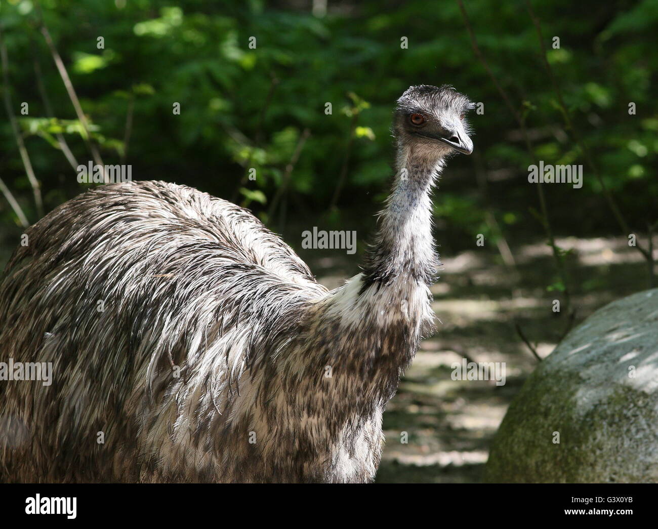 Mature Australian Emu (Dromaius novaehollandiae) facing the camera ...