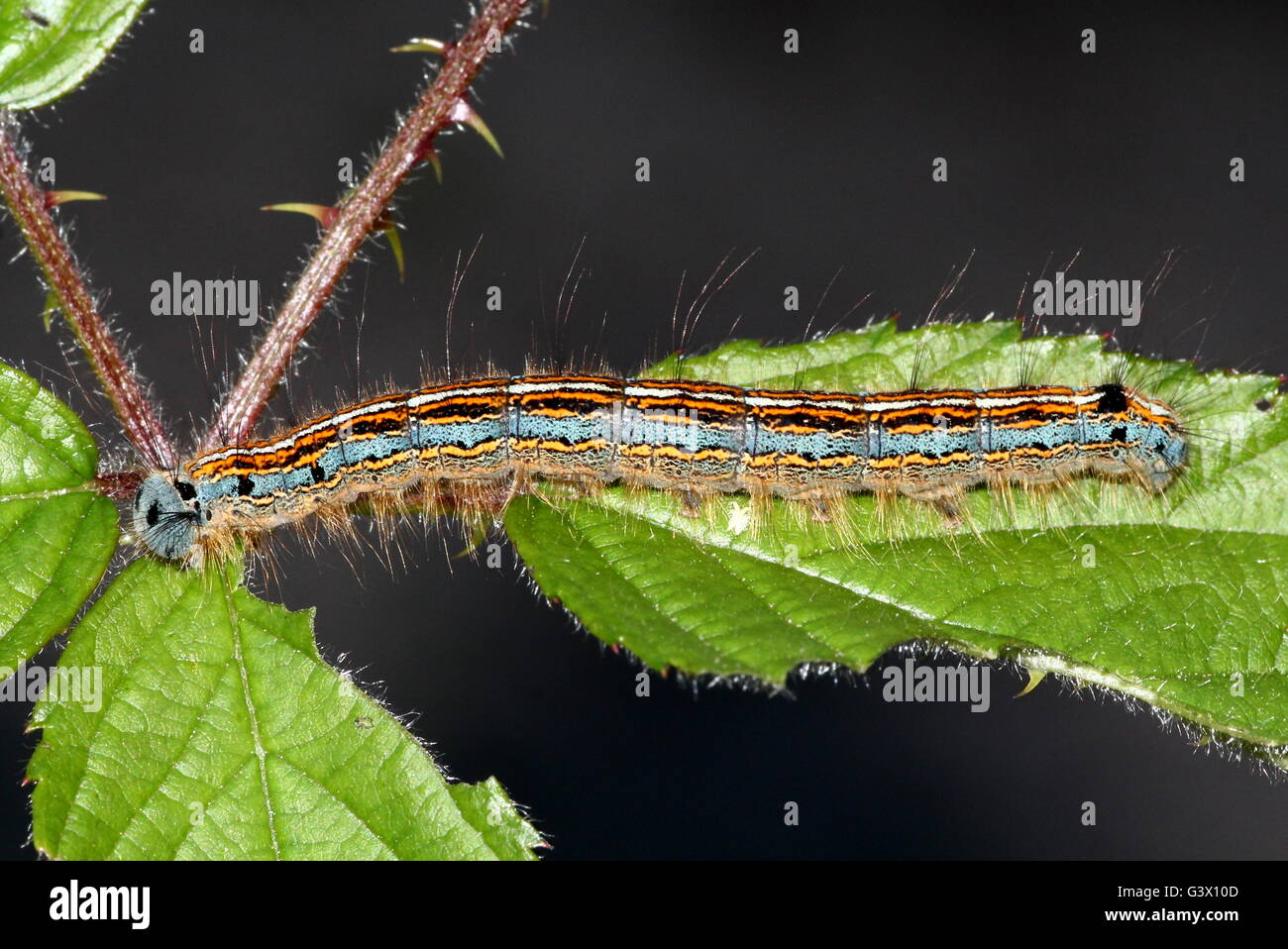 Colourful West European Lackey Moth caterpillar (Malacosoma neustria ...