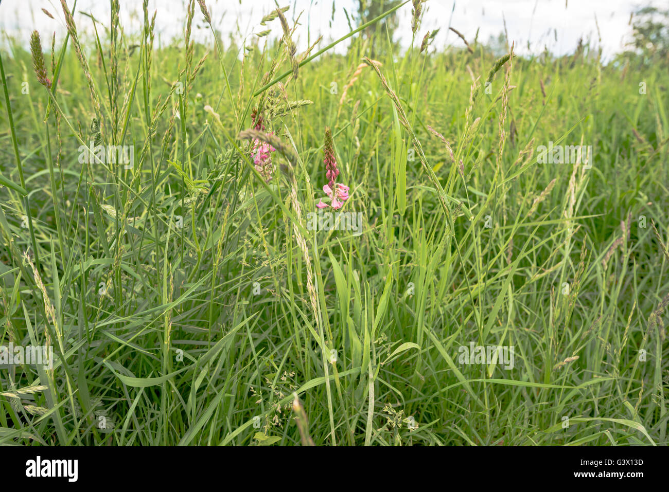 Midday landscape green field forest hi-res stock photography and images ...