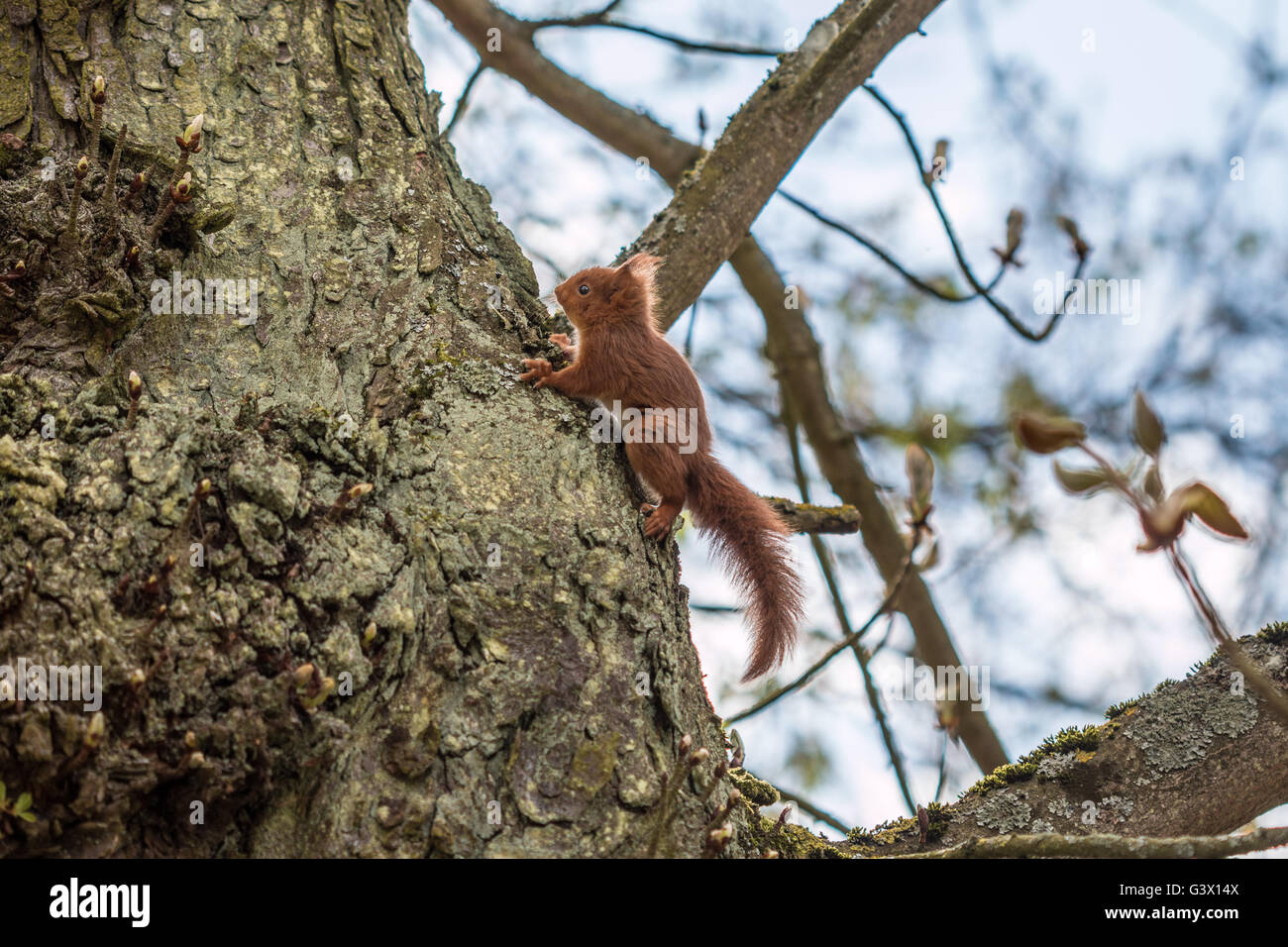 Squirrel in a tree Stock Photo - Alamy