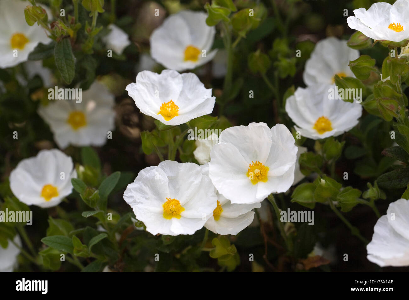 Cistus x obtusifolius 'Thrive'. Sun rockrose flowers Stock Photo - Alamy