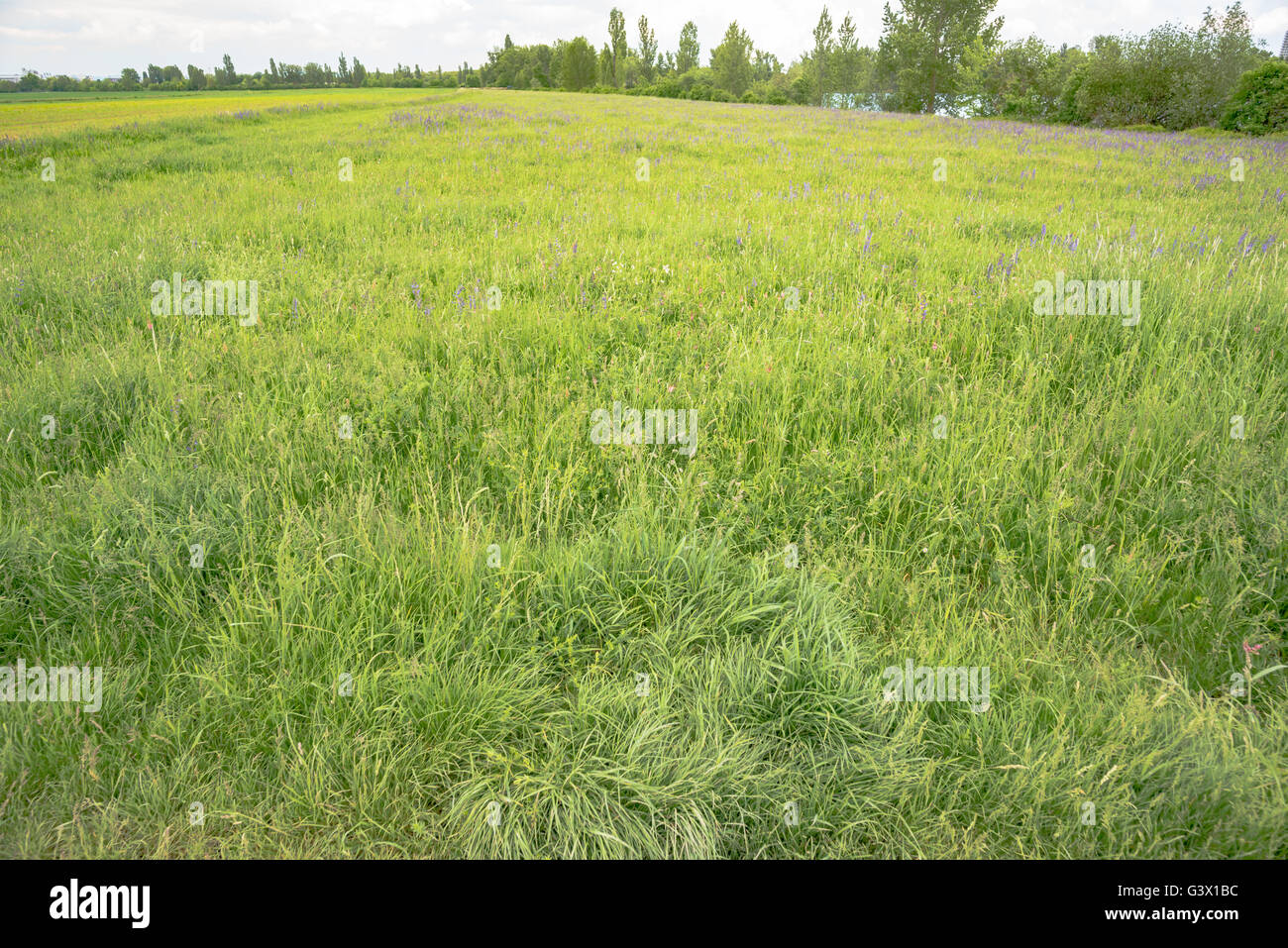 Green field under midday sun Stock Photo - Alamy