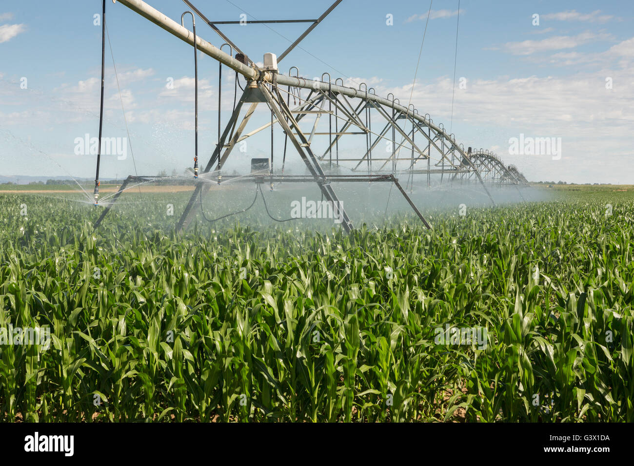 Center Pivot Irrigation Corn High Resolution Stock Photography and ...