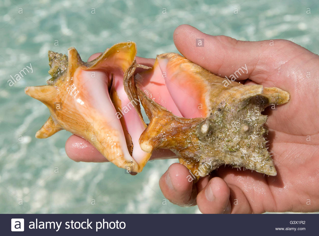 Live Conch High Resolution Stock Photography and Images - Alamy