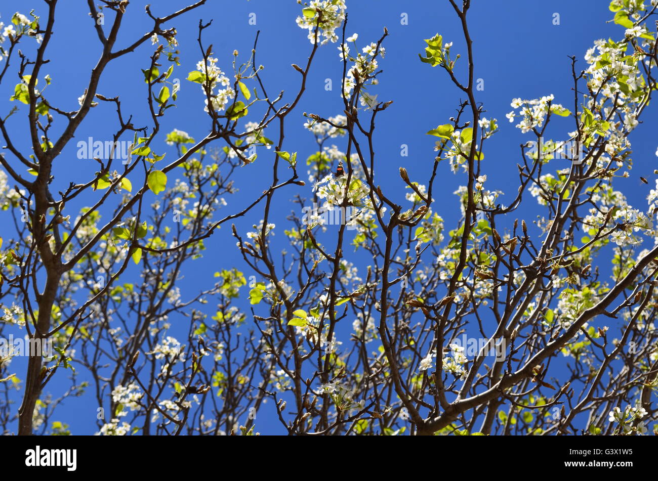 Austin spring hi-res stock photography and images - Alamy