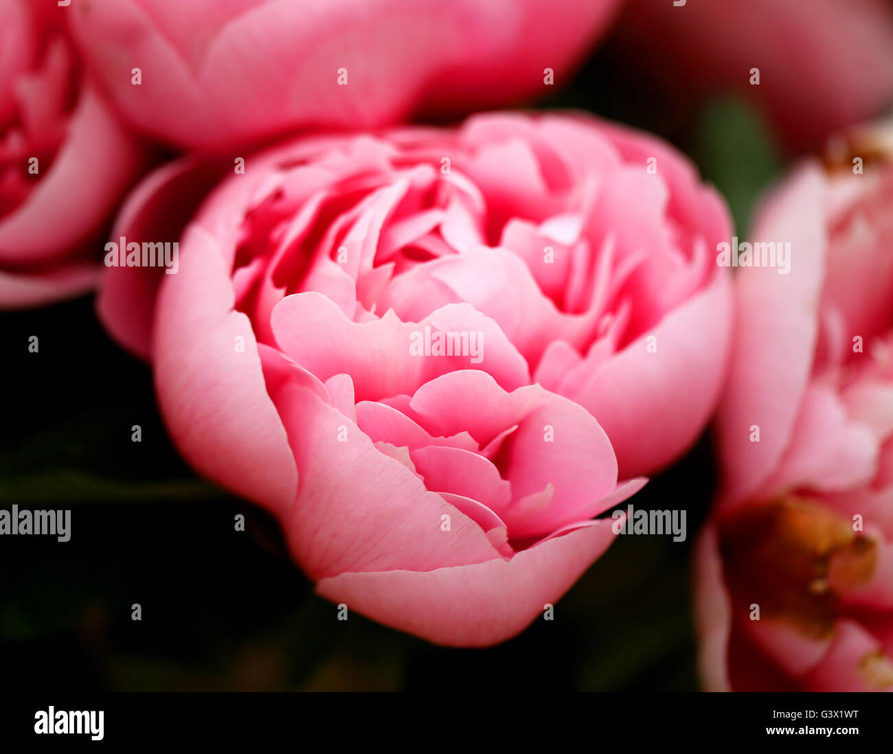 Photo retro beautiful peonies unusual natural background Stock Photo ...