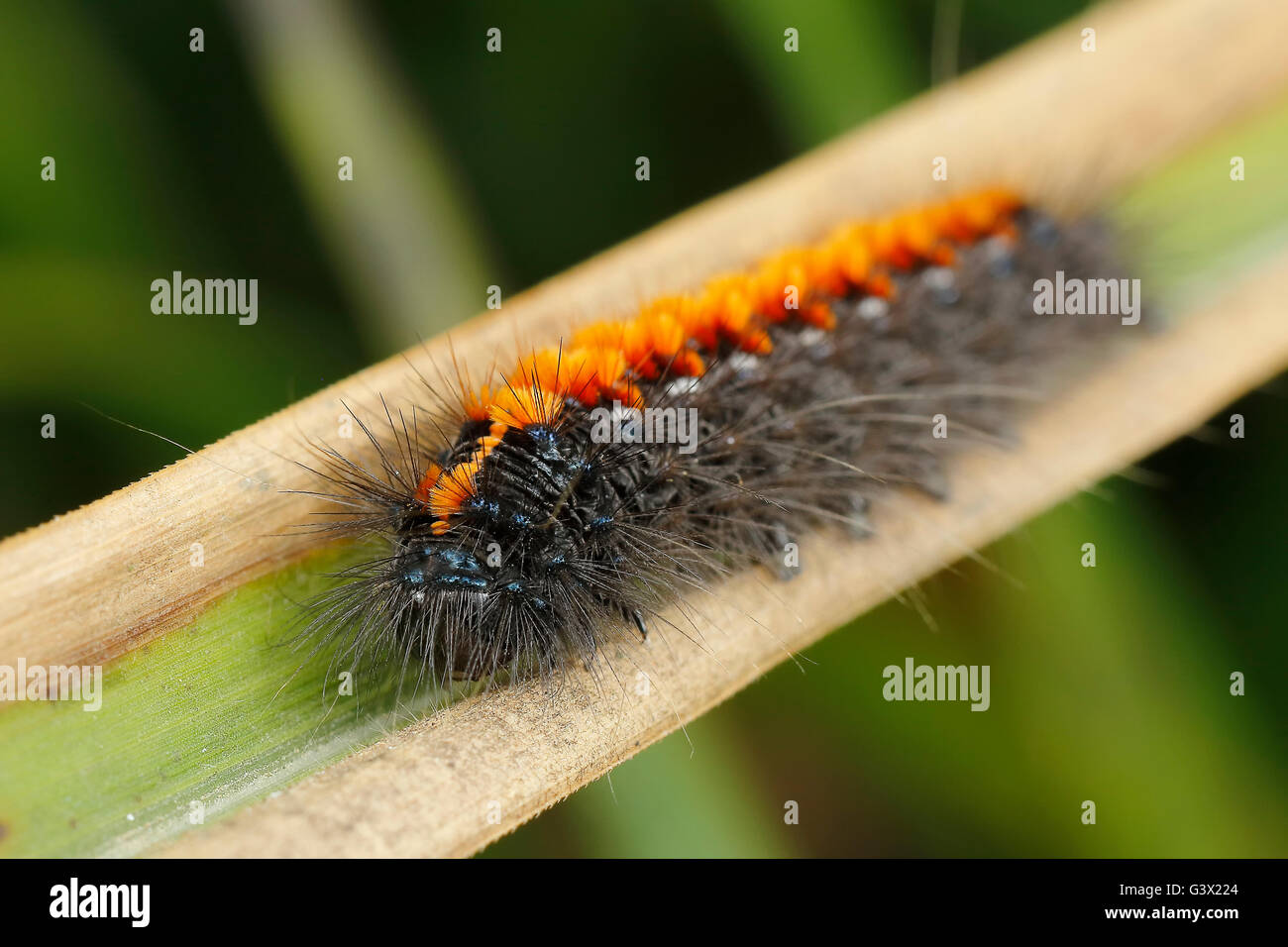 Spiny leaf insects hi-res stock photography and images - Alamy