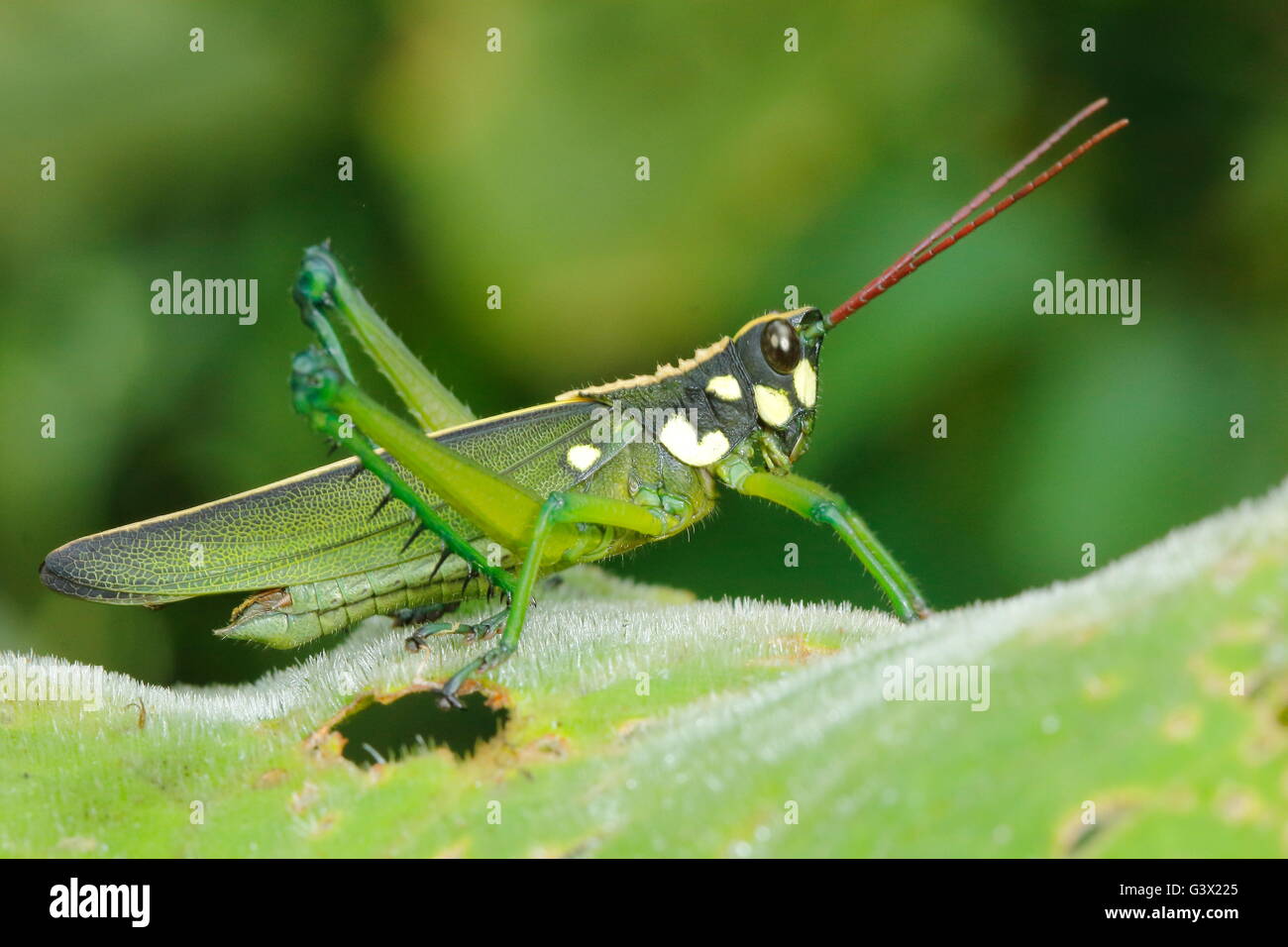 Leaping green insects hi-res stock photography and images - Alamy