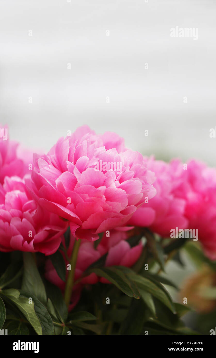 Photo retro beautiful peonies unusual natural background Stock Photo ...