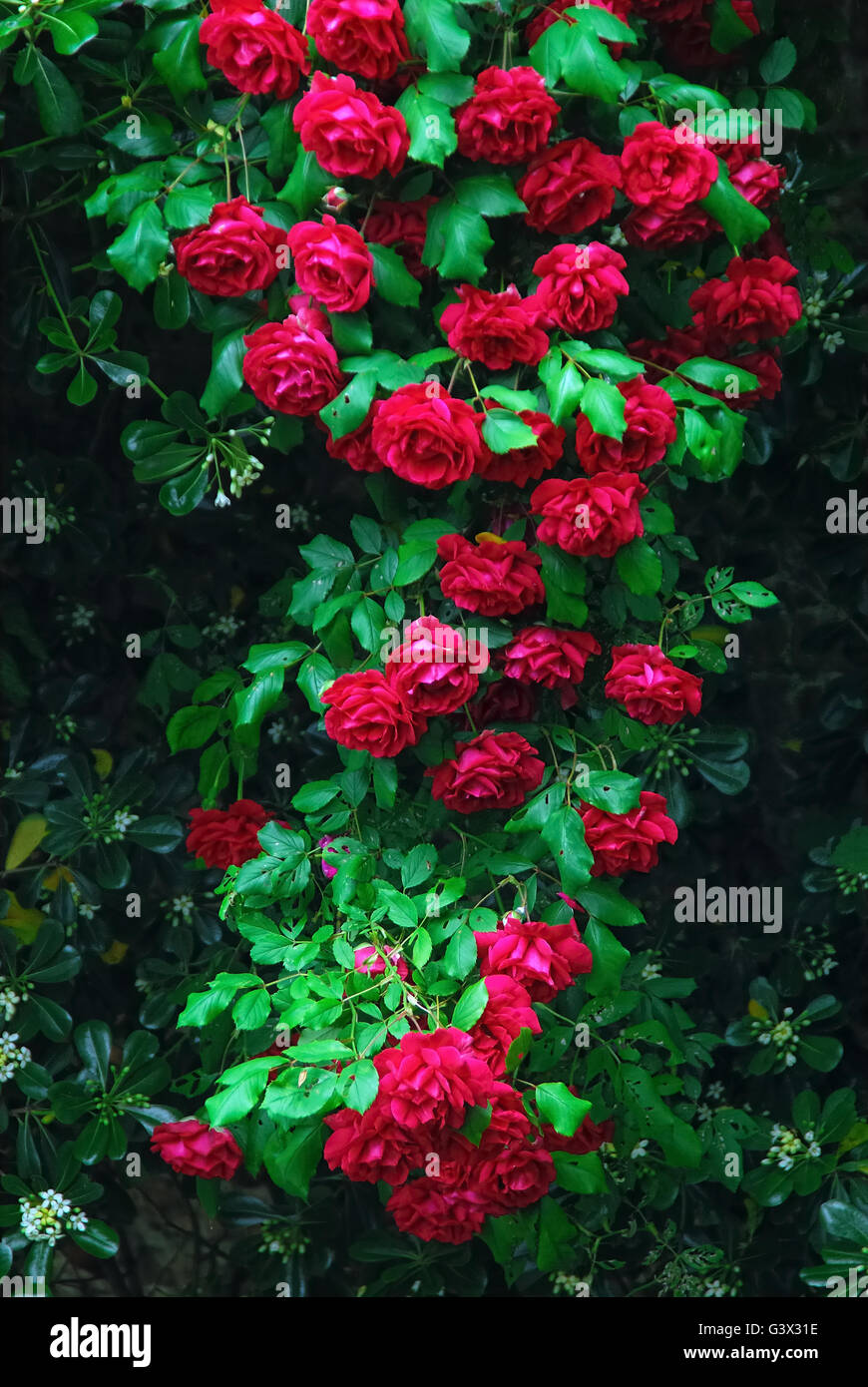 Padua, Italy. Historic center, a bush of red roses Stock Photo - Alamy