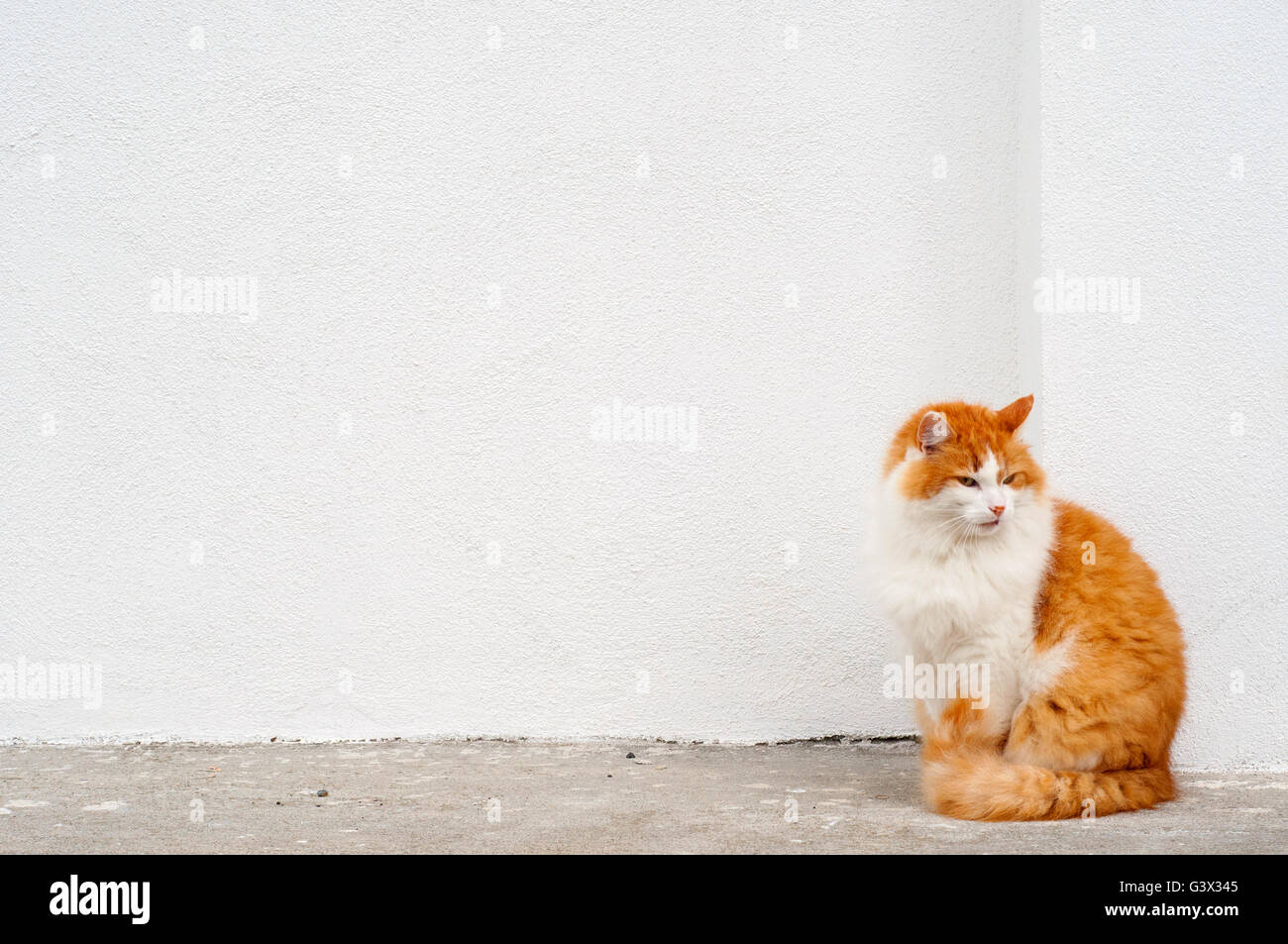 Cat seating in front of white wall Stock Photo - Alamy