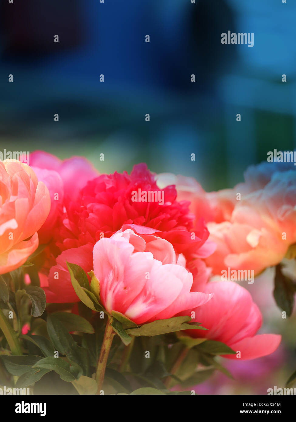 Photo retro beautiful peonies unusual natural background Stock Photo ...