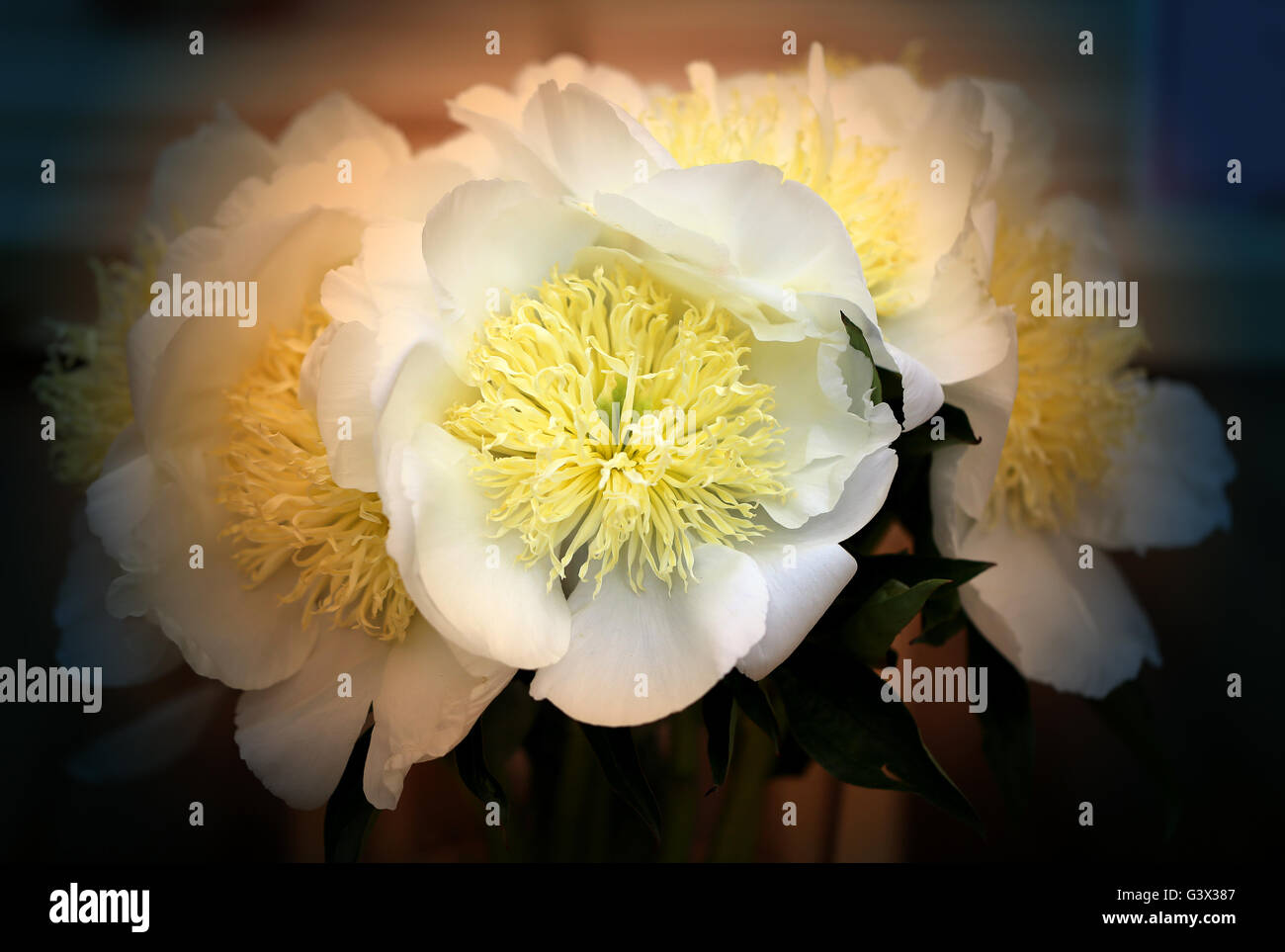 Photo retro beautiful peonies unusual natural background Stock Photo ...