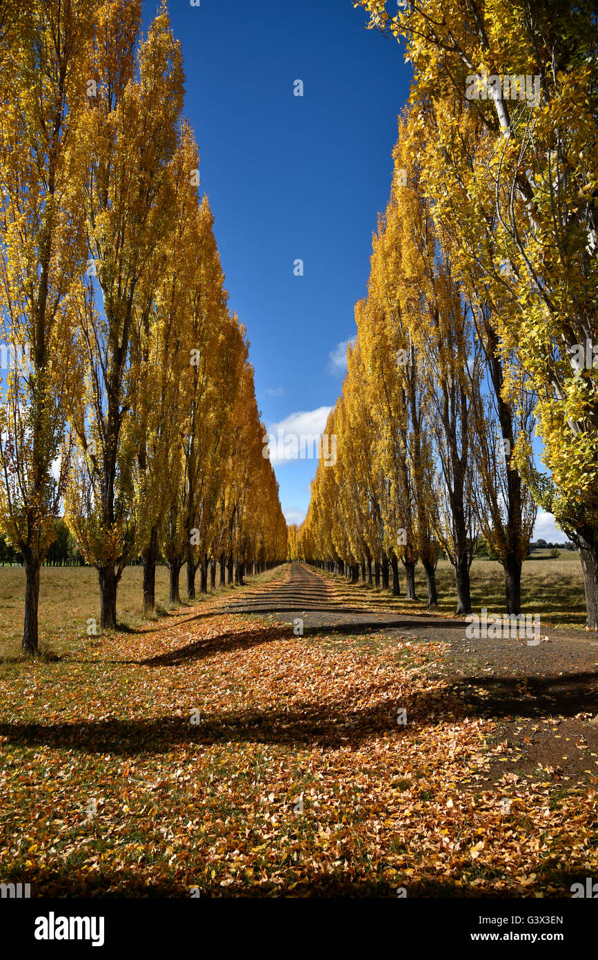 poplar lined driveway farm entrance in Glen Innes with leaves turning ...