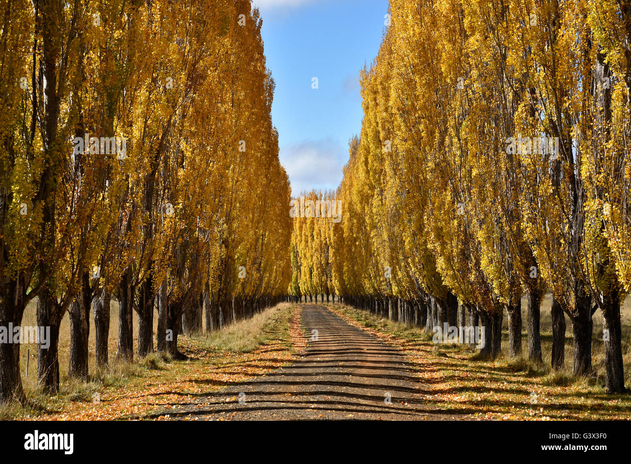 Poplar trees autumn new south wales hi-res stock photography and images ...