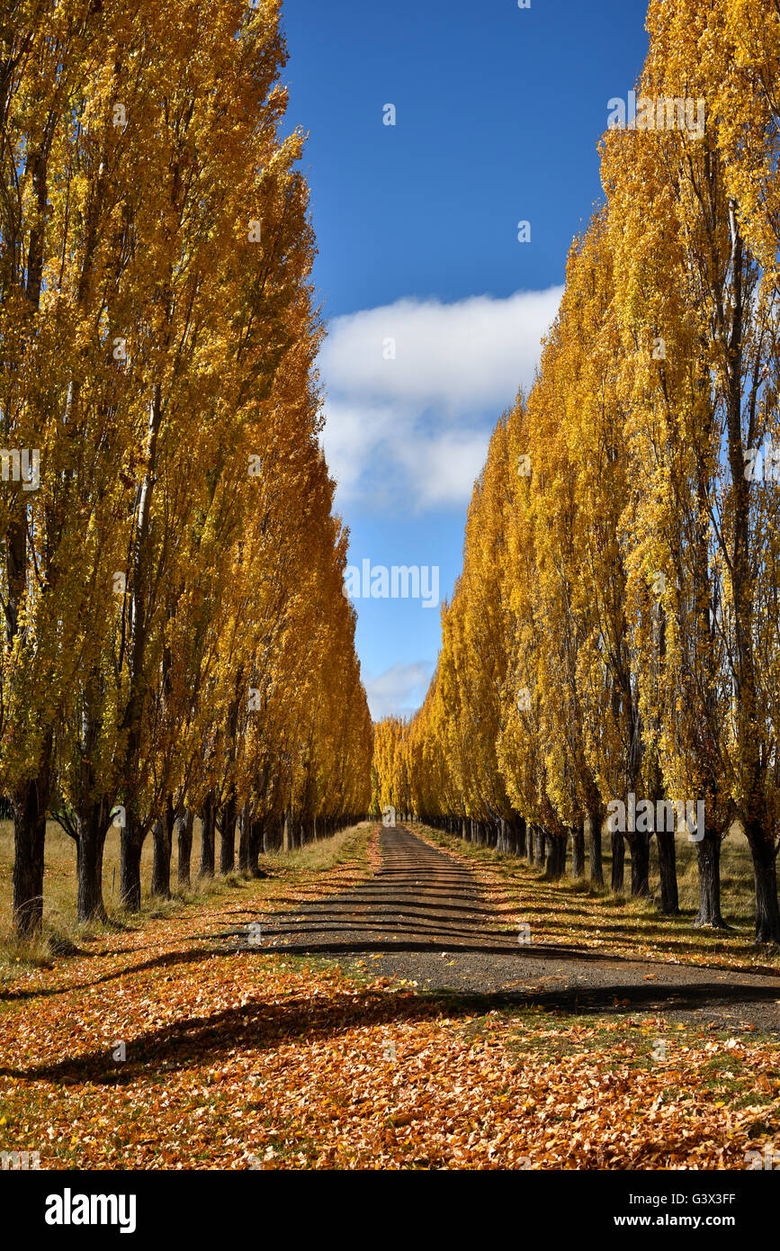 poplar lined driveway farm entrance in Glen Innes with leaves turning ...