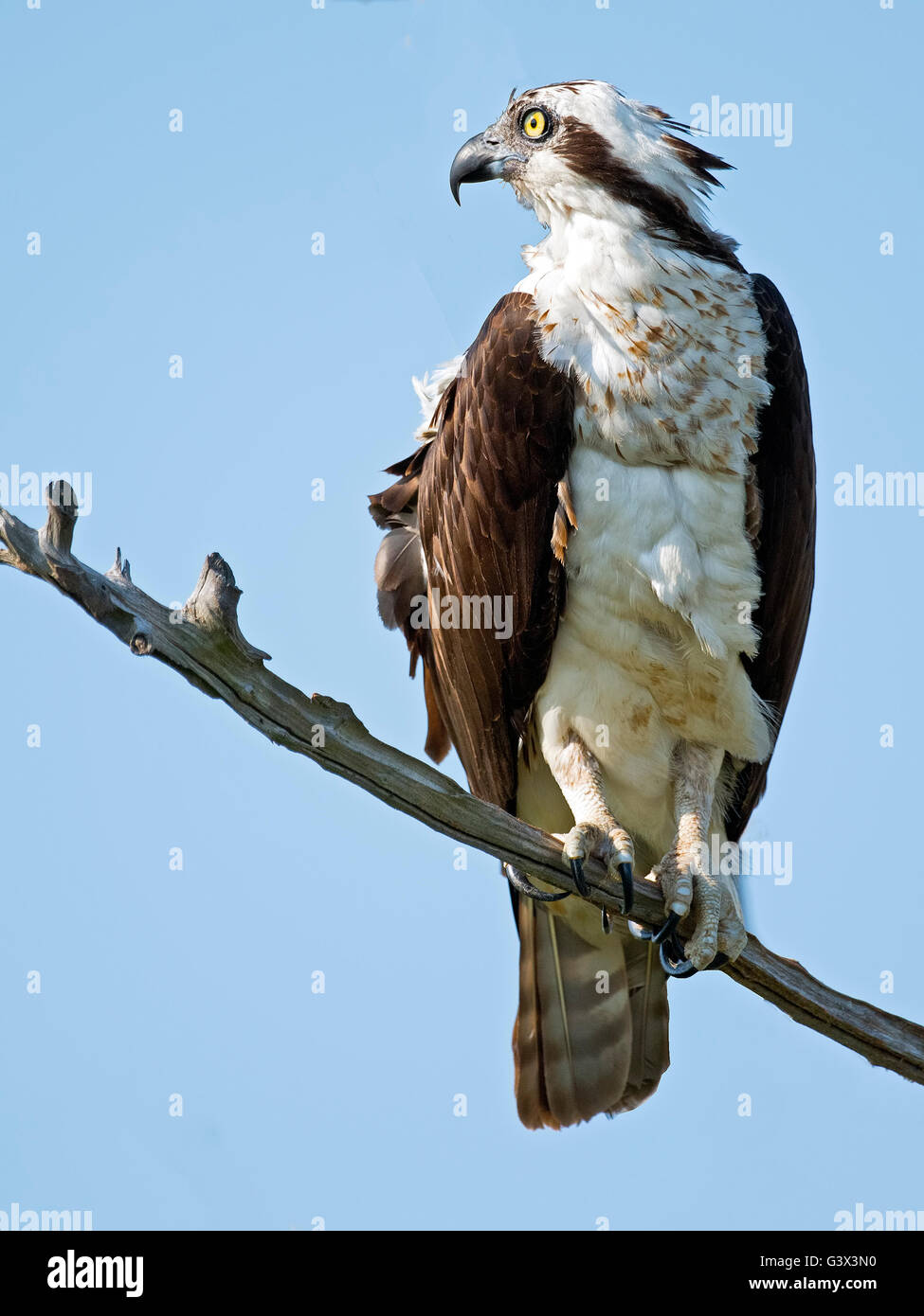 Osprey Sitting in Tree Stock Photo - Alamy