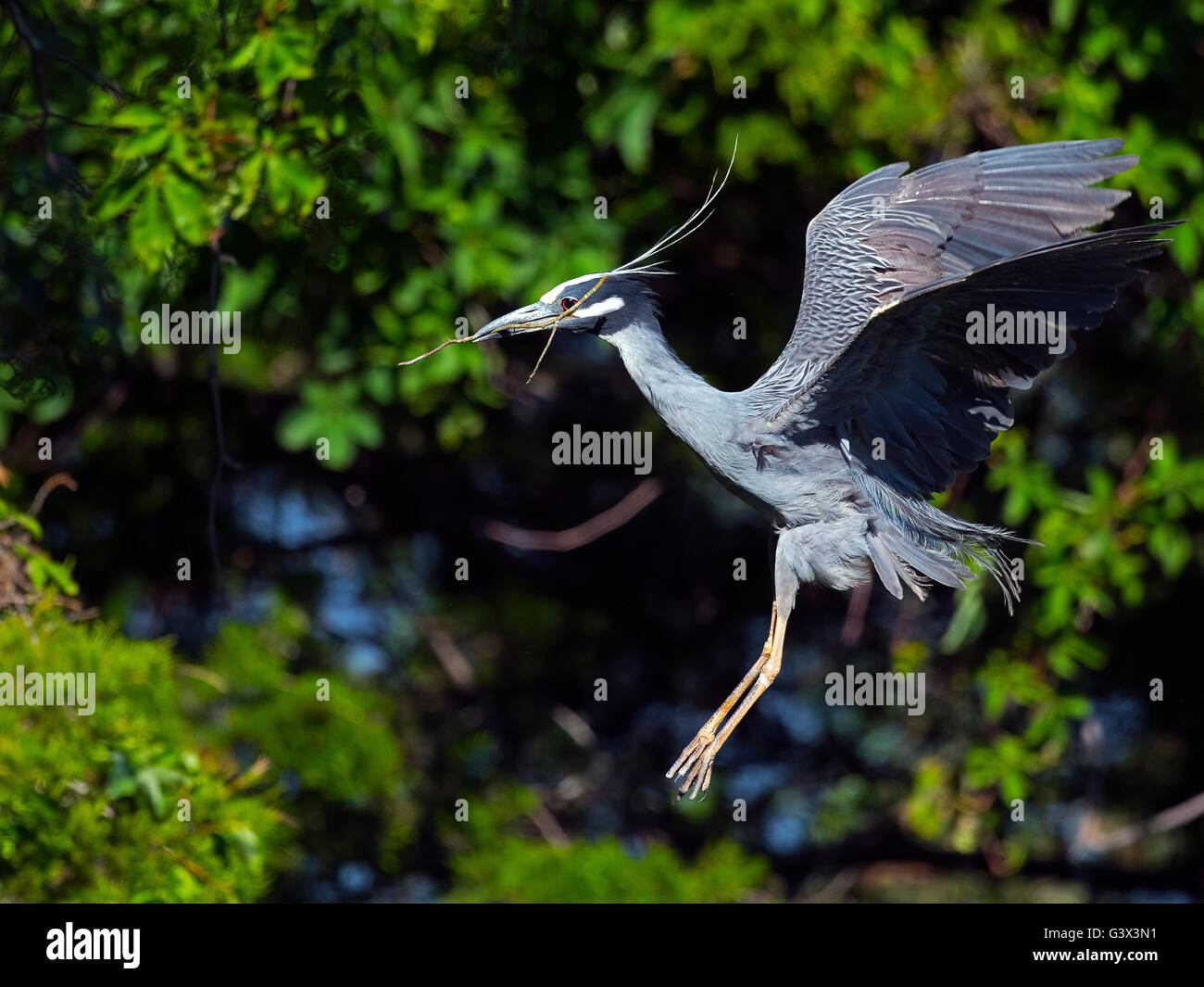 Yellow-crowned Night Heron in Flight with Stick Stock Photo - Alamy