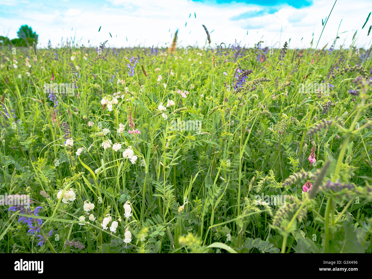 Green field under midday sun Stock Photo - Alamy