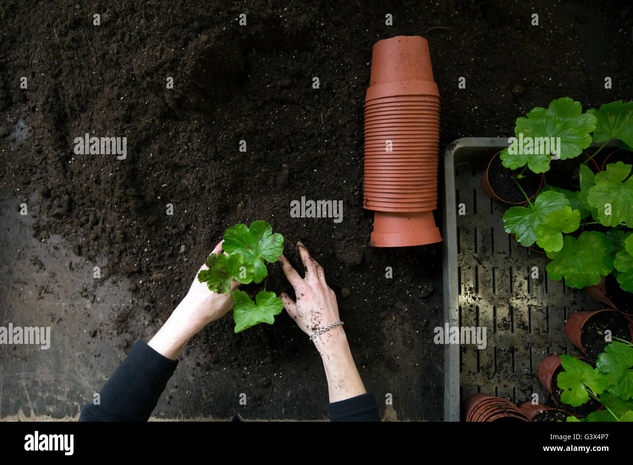 Potting of young geraniums in a nursery. View from above Stock Photo ...