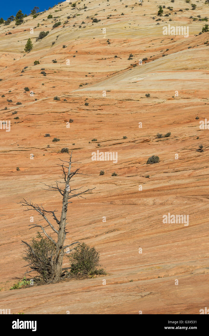 Landscape dead tree sandstone hi-res stock photography and images - Alamy