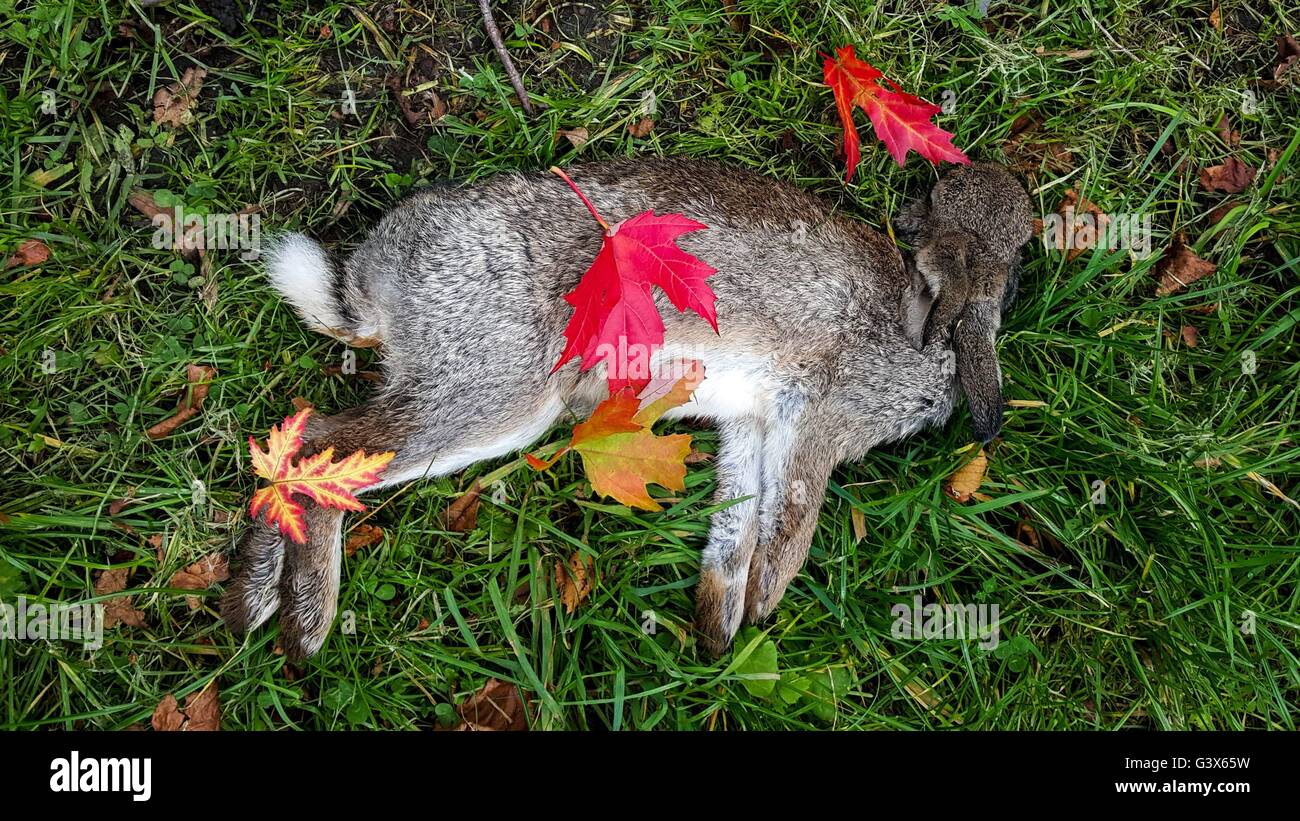 Rabbit corpse hi-res stock photography and images - Alamy