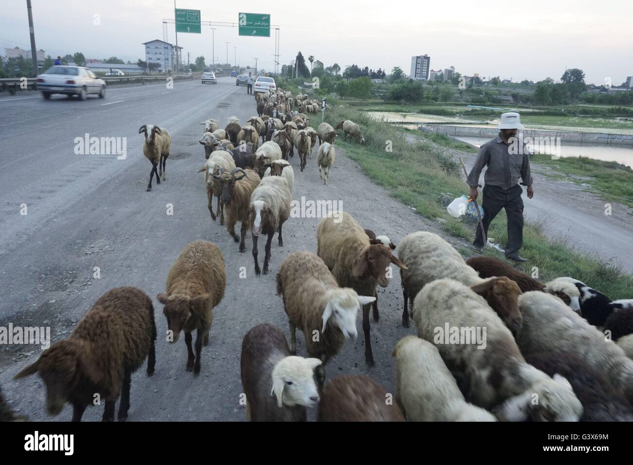 Shepherd with a flock of sheep iran hi-res stock photography and images ...