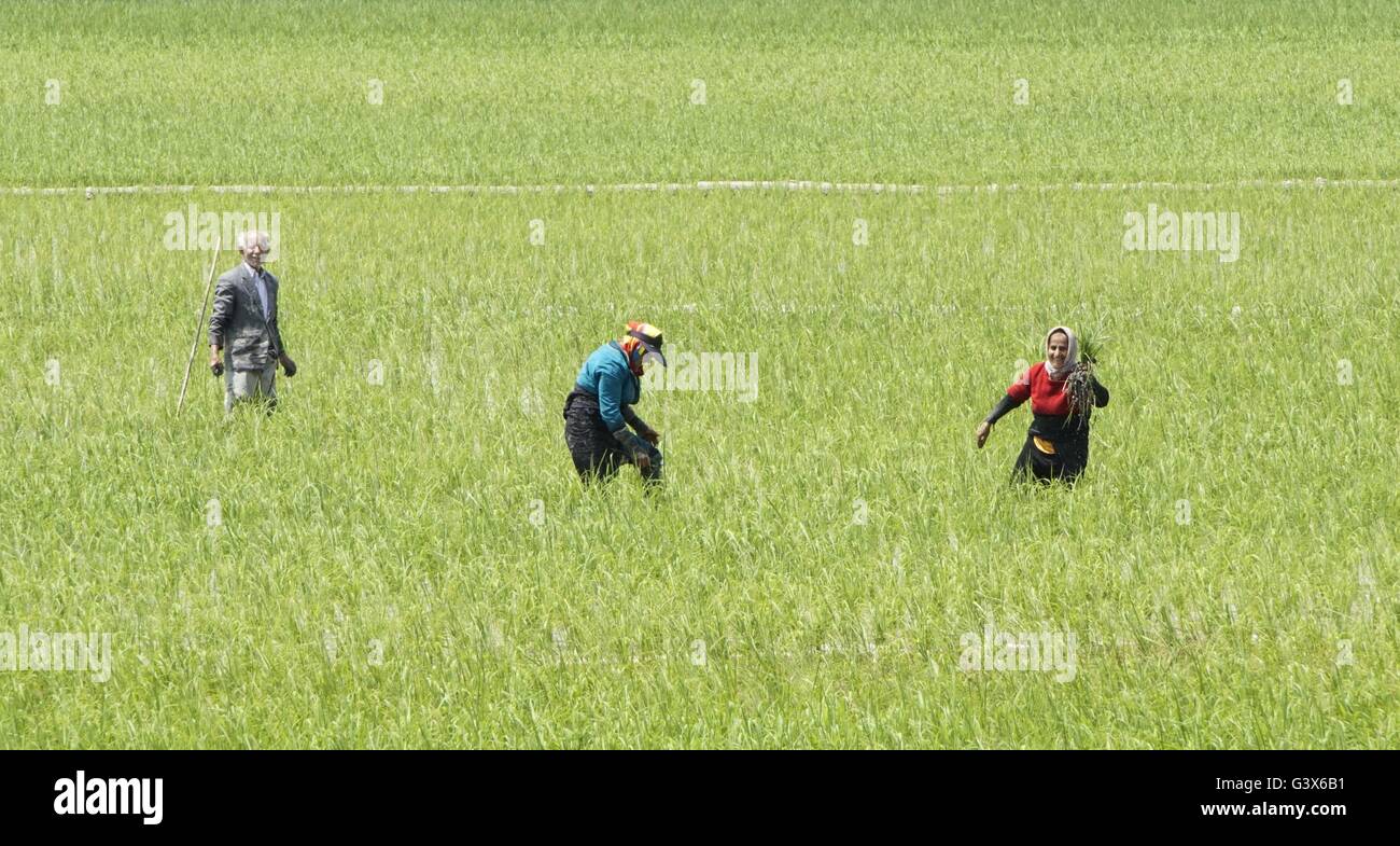 Iran rice field hi-res stock photography and images - Alamy
